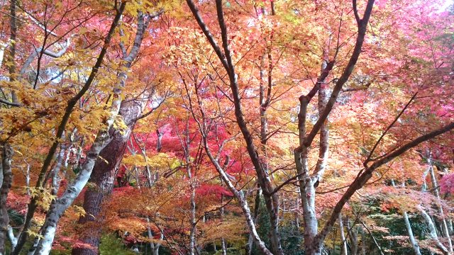 Top 10 Autumn Leaves Viewing Spots in Kobe! | SeeingJapan